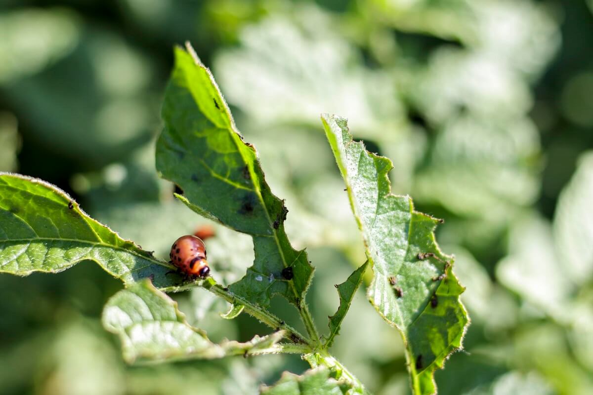 Potager : comment combattre les ravageurs du printemps sans produit ...